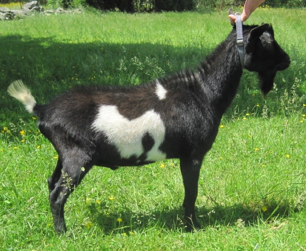 Rosasharn BB Son Of Honey — Old Mountain Farm
