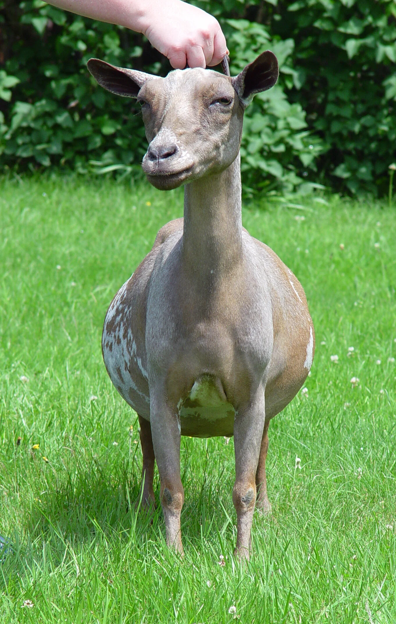 Denning Hill Michi Kasu — Old Mountain Farm