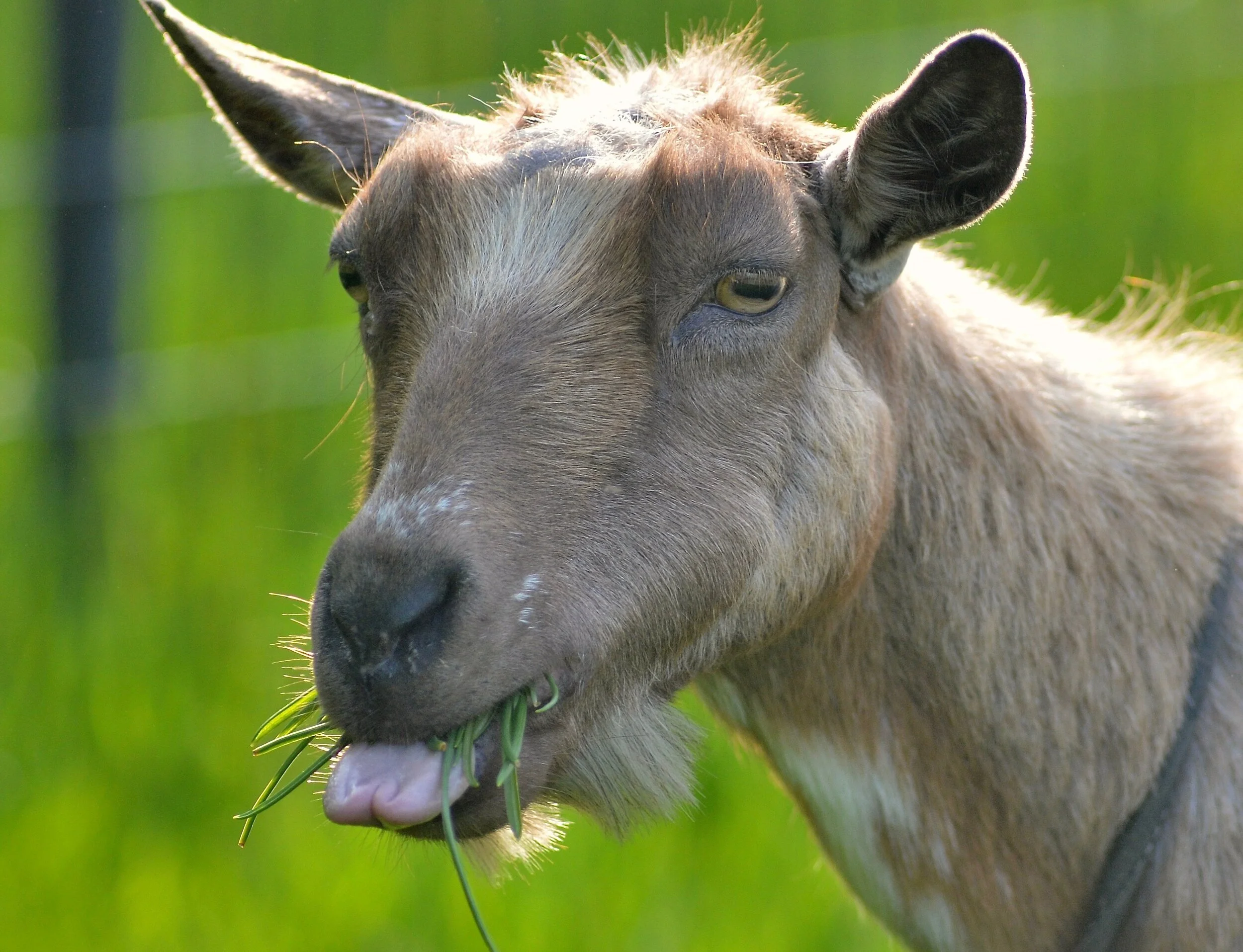 Old Mountain Farm Ta-Dah! — Old Mountain Farm