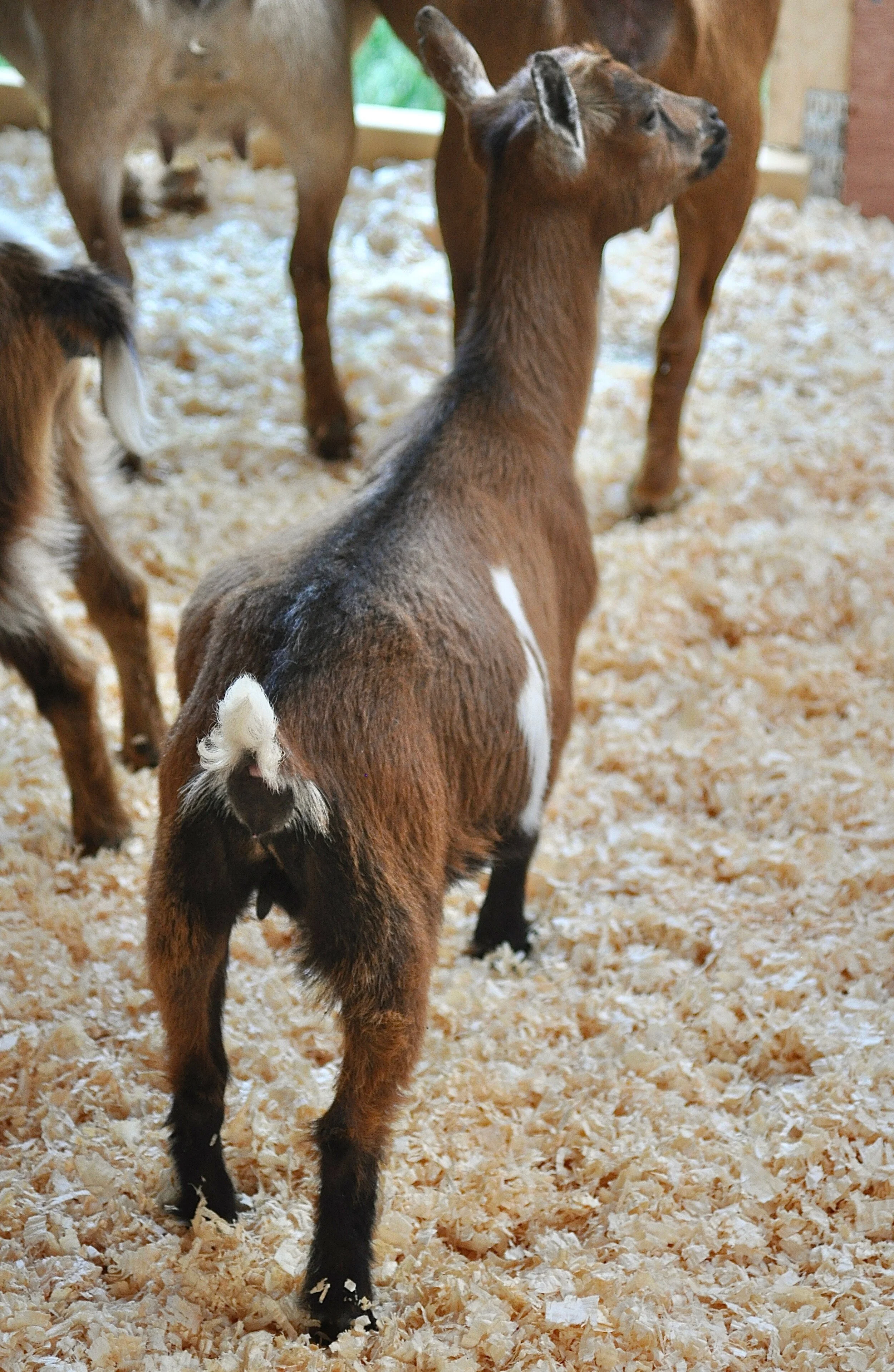 Old Mountain Farm Natasha — Old Mountain Farm