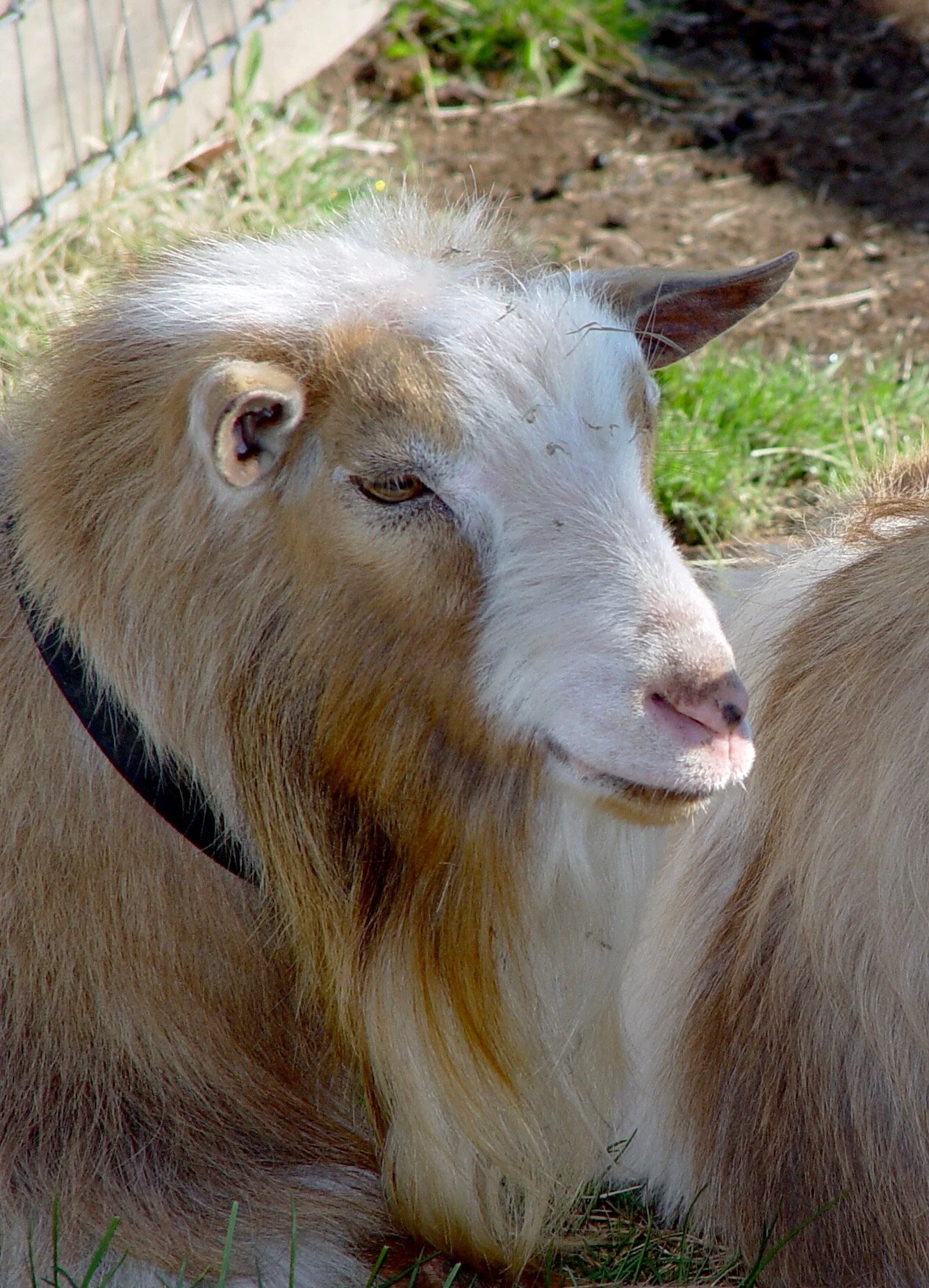 Inavale Paradigm — Old Mountain Farm