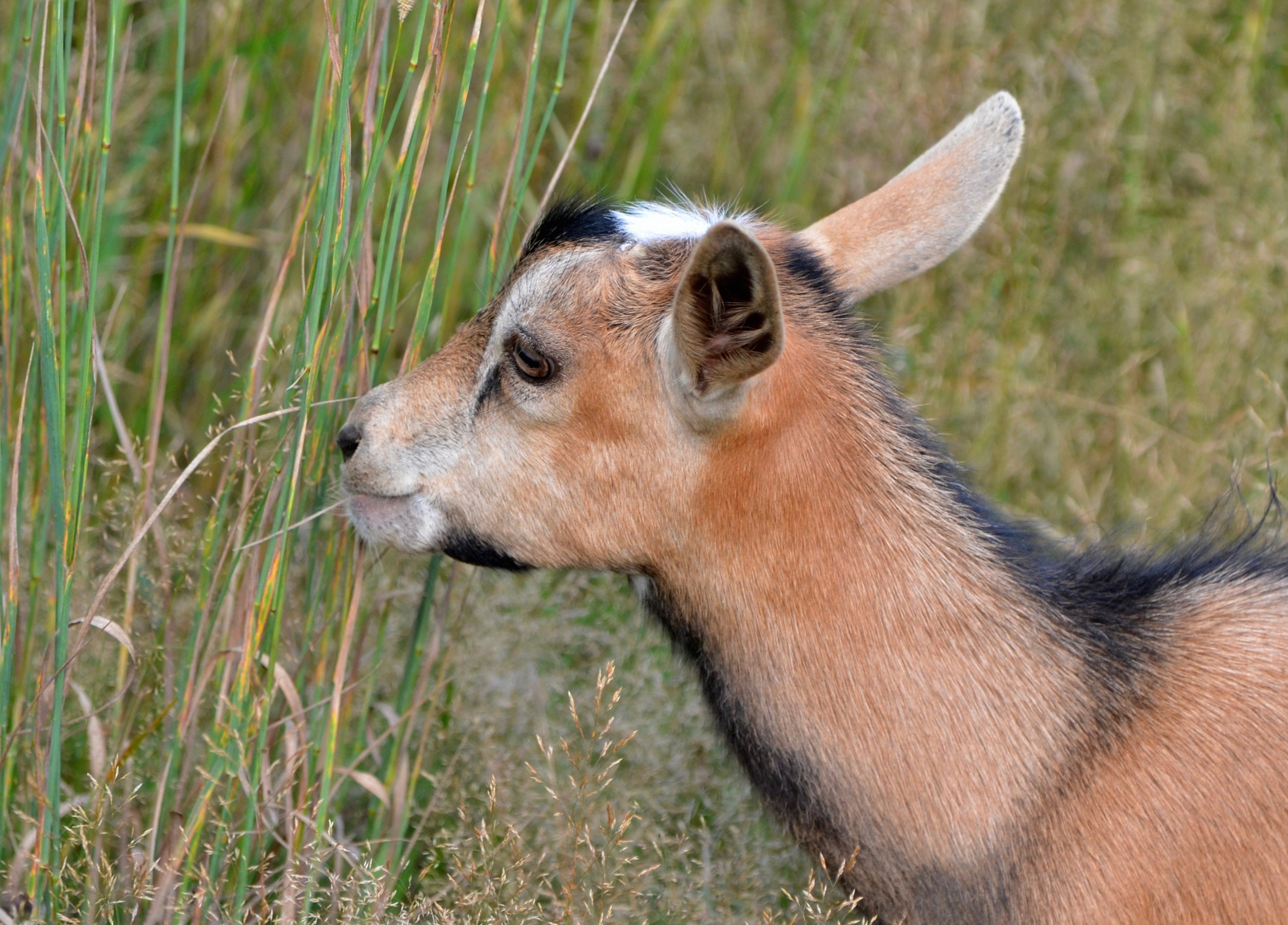 Old Mountain Farm Swift Elk — Old Mountain Farm