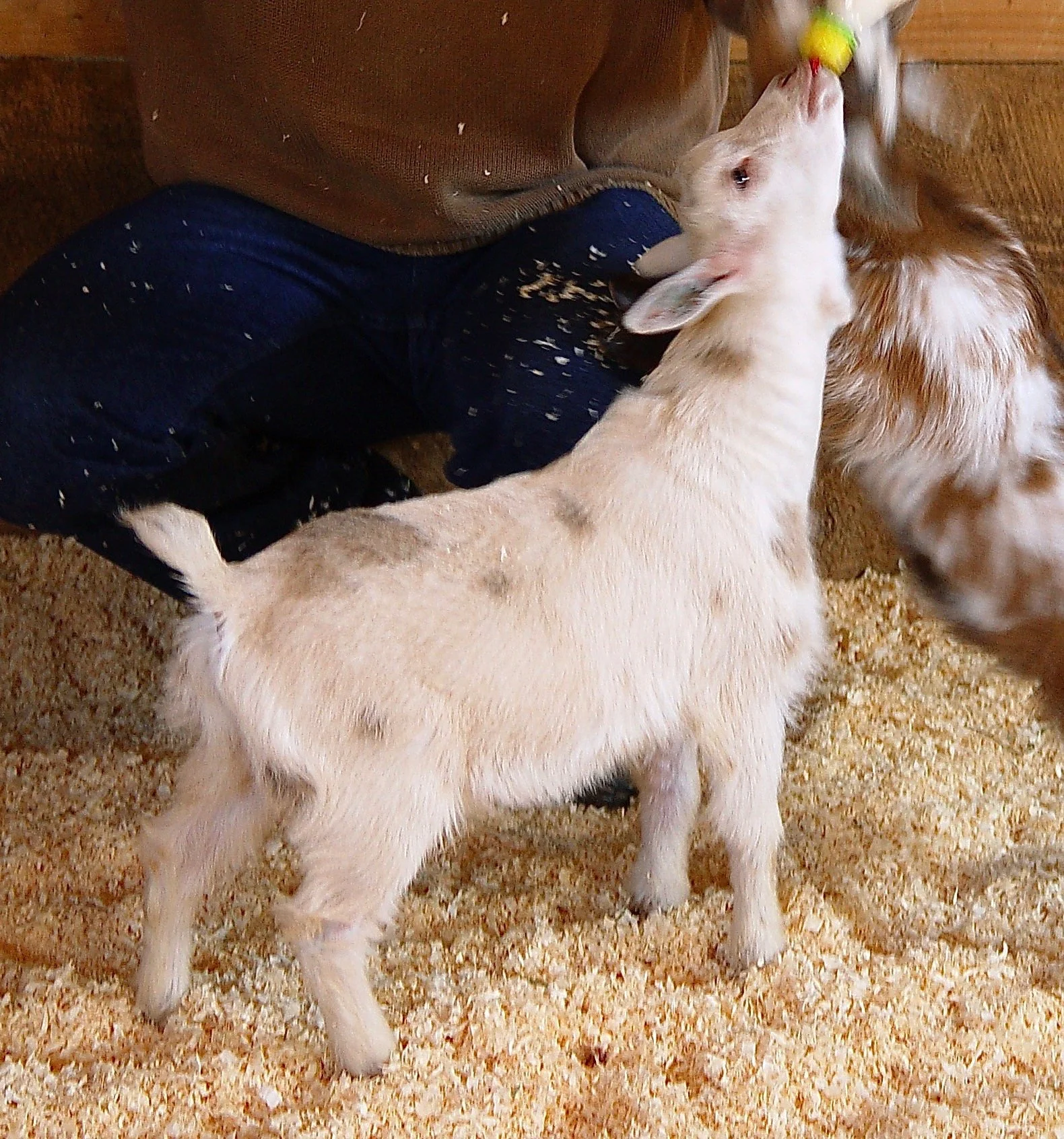 Many Tracks All That Jazz — Old Mountain Farm