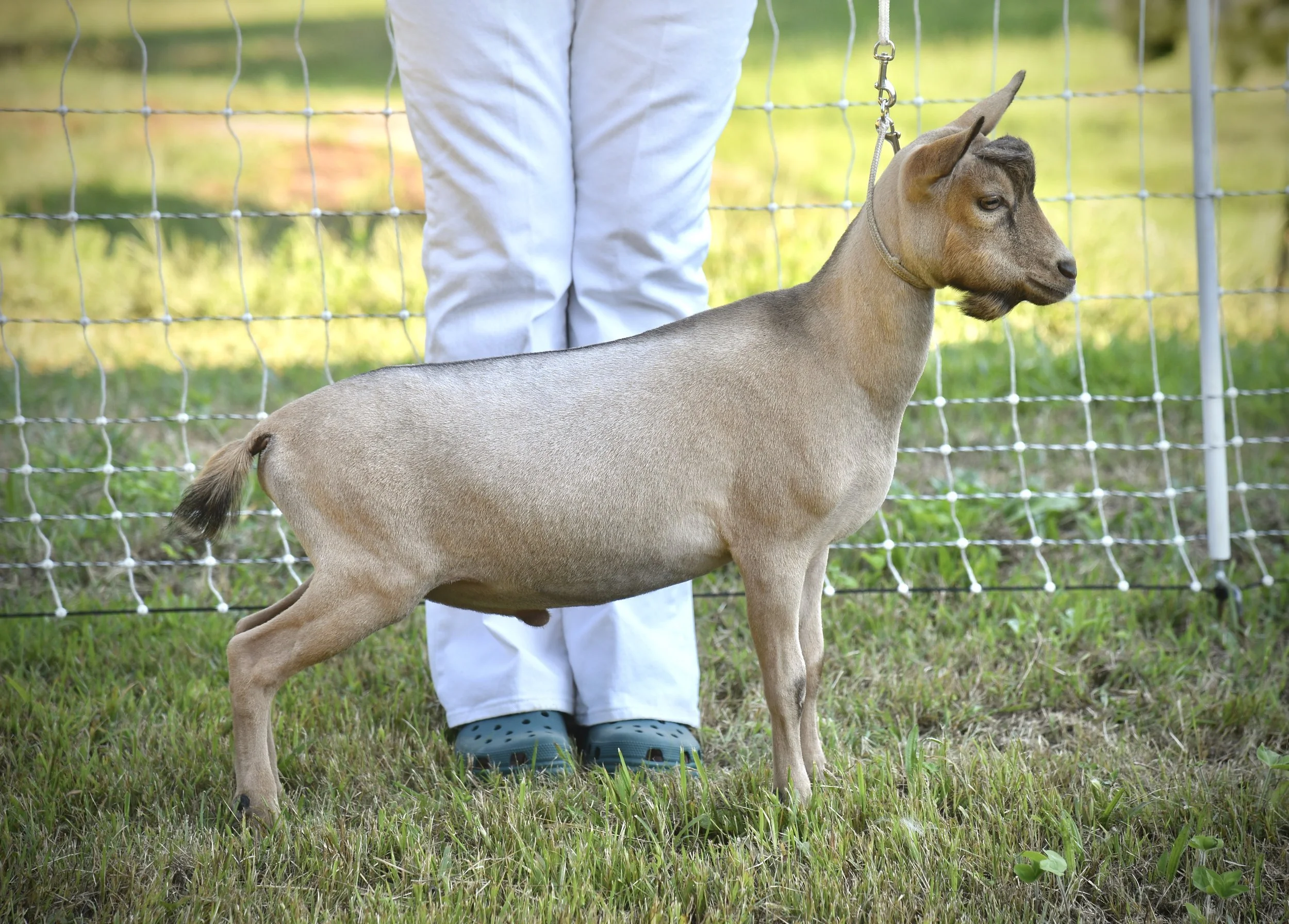 2022 Spotlight Sale buck - Old Mountan Farm Gold Mine — Old Mountain Farm