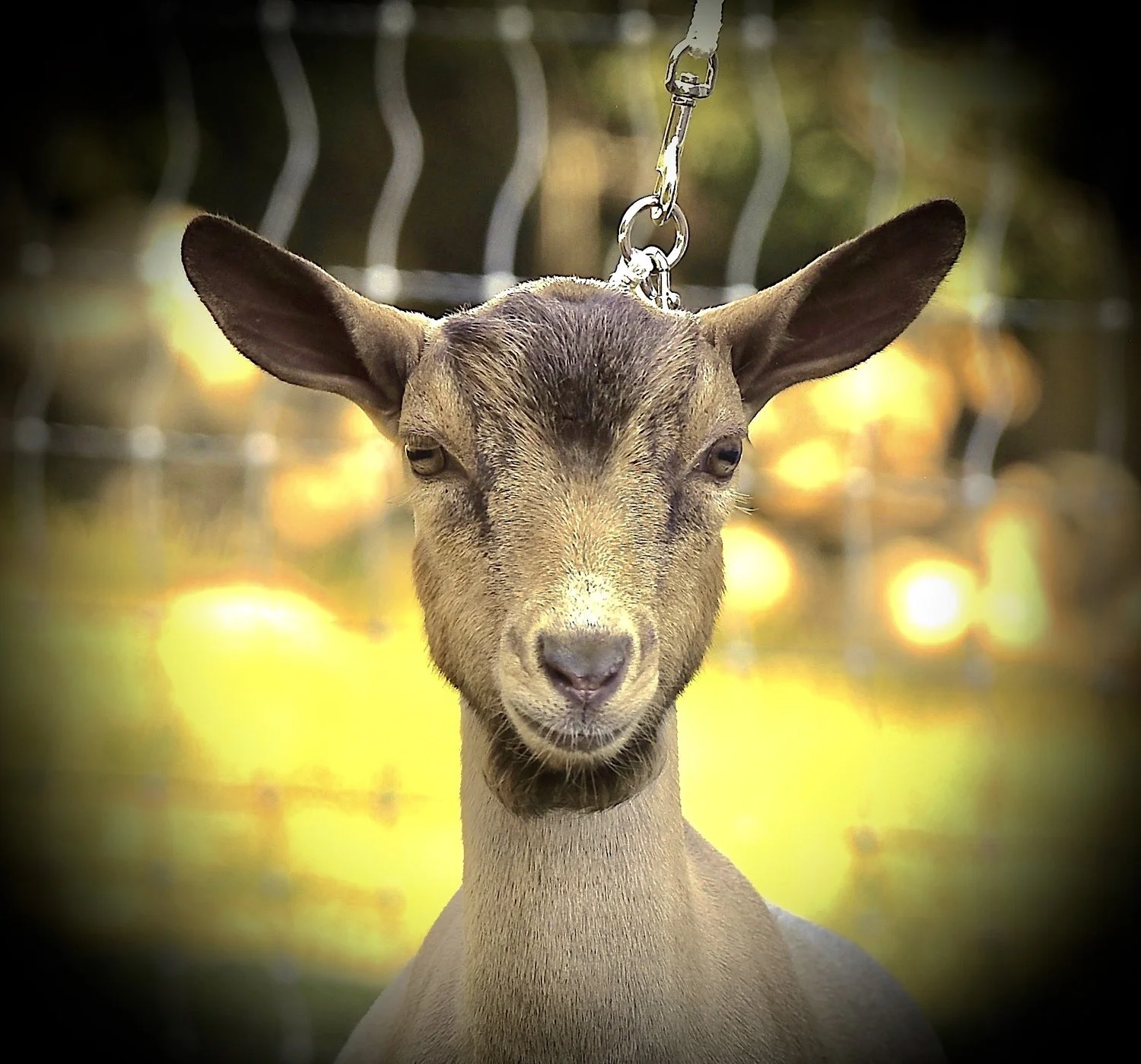 2022 Spotlight Sale buck - Old Mountan Farm Gold Mine — Old Mountain Farm