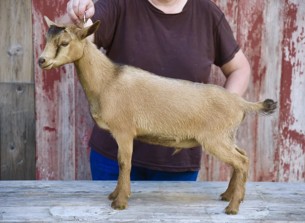 2022 Spotlight Sale buck - Old Mountan Farm Gold Mine — Old Mountain Farm