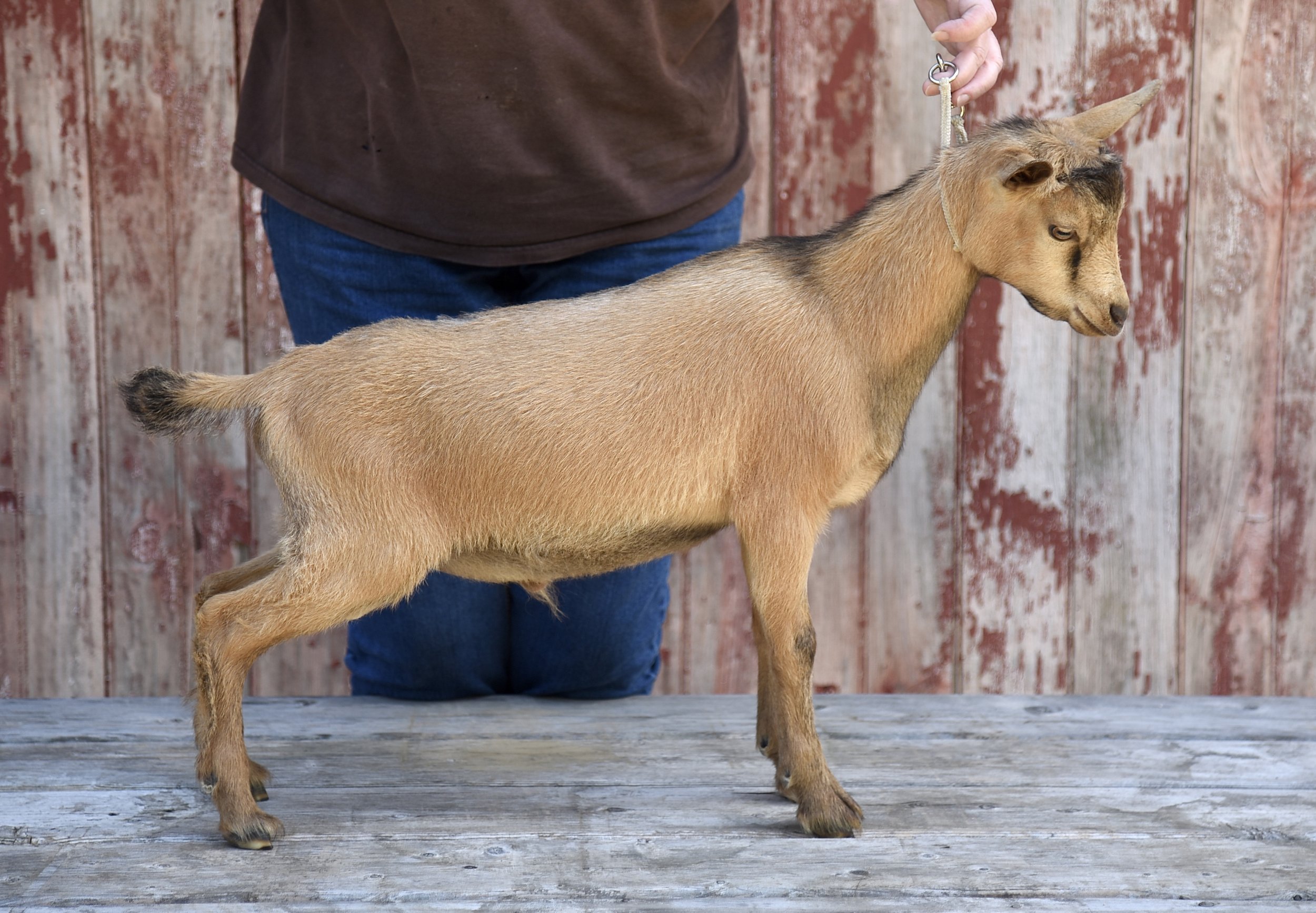 2022 Spotlight Sale buck - Old Mountan Farm Gold Mine — Old Mountain Farm