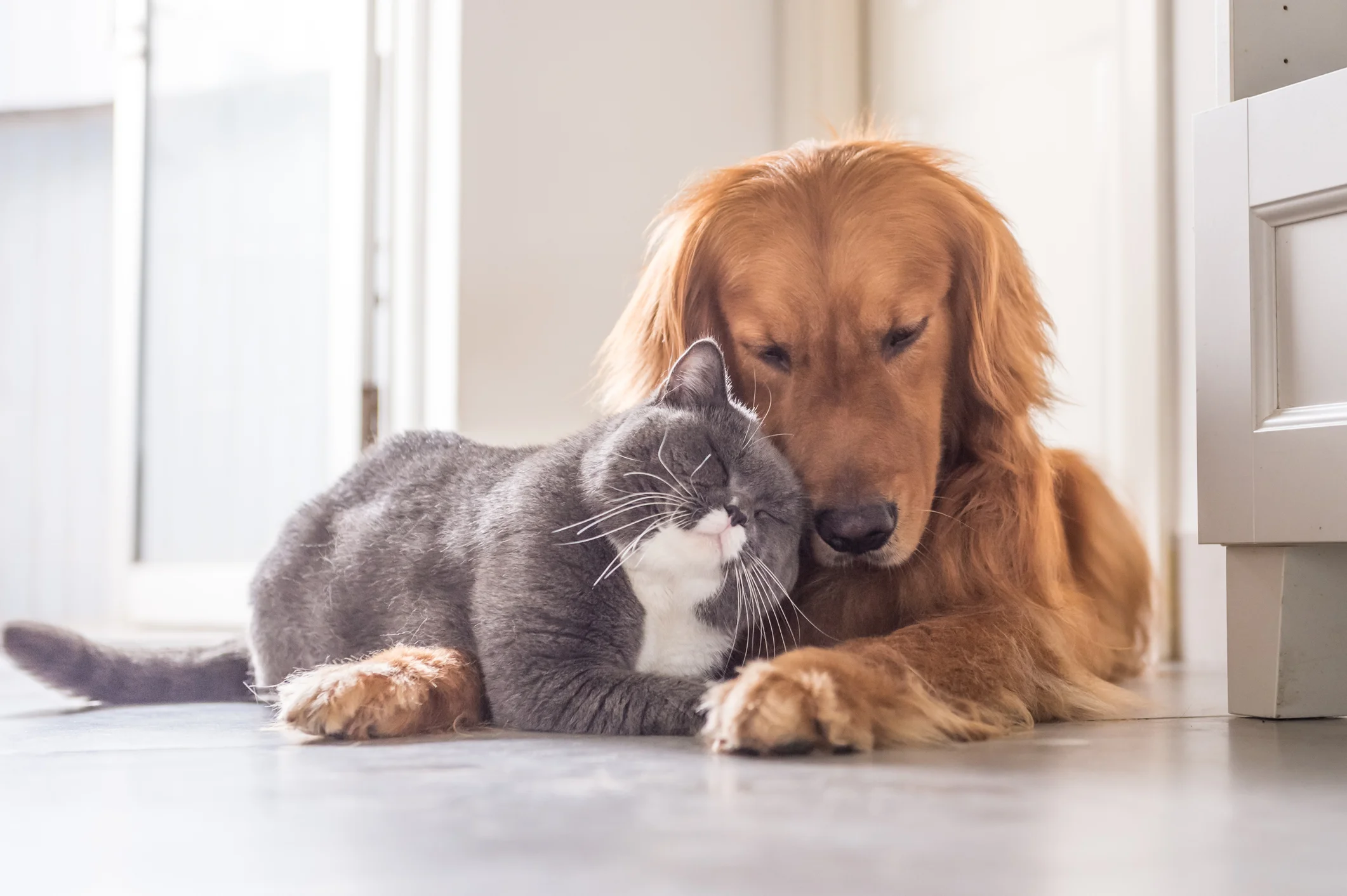 Adoptable Animals — Helping animals helps us all.