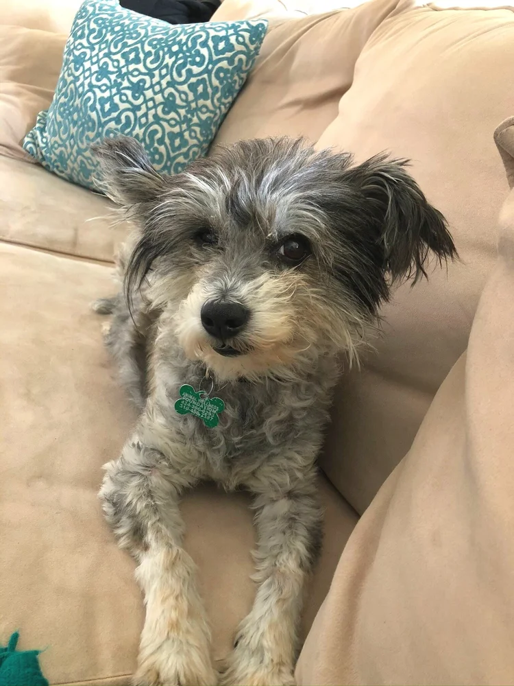 Rescues with Cancer — Helping animals helps us all.