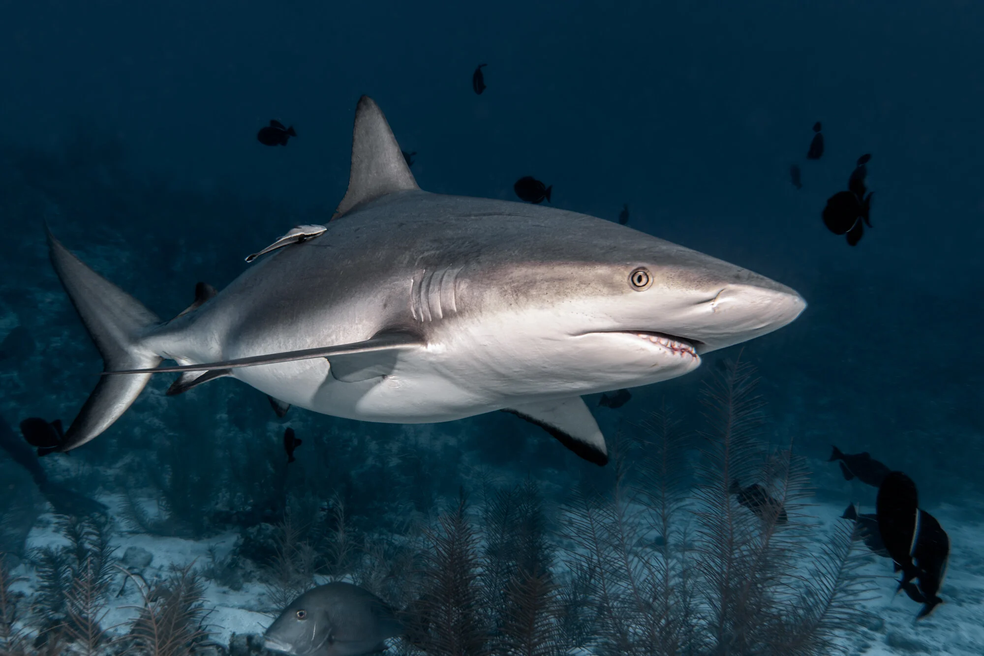 Sharks, Rays and Portraits — Martin Broen Photography