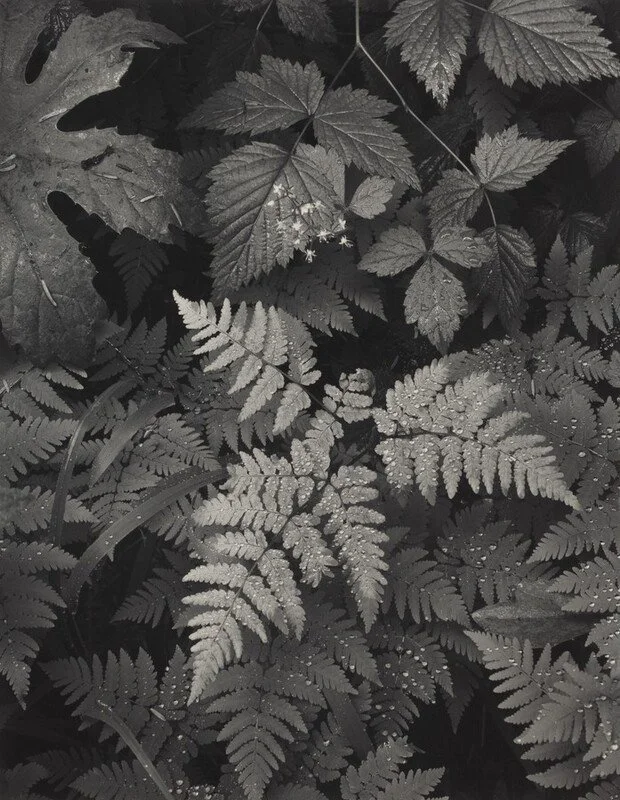 America the Beautiful: How Ansel Adams Designed His Landmark Landscapes ...