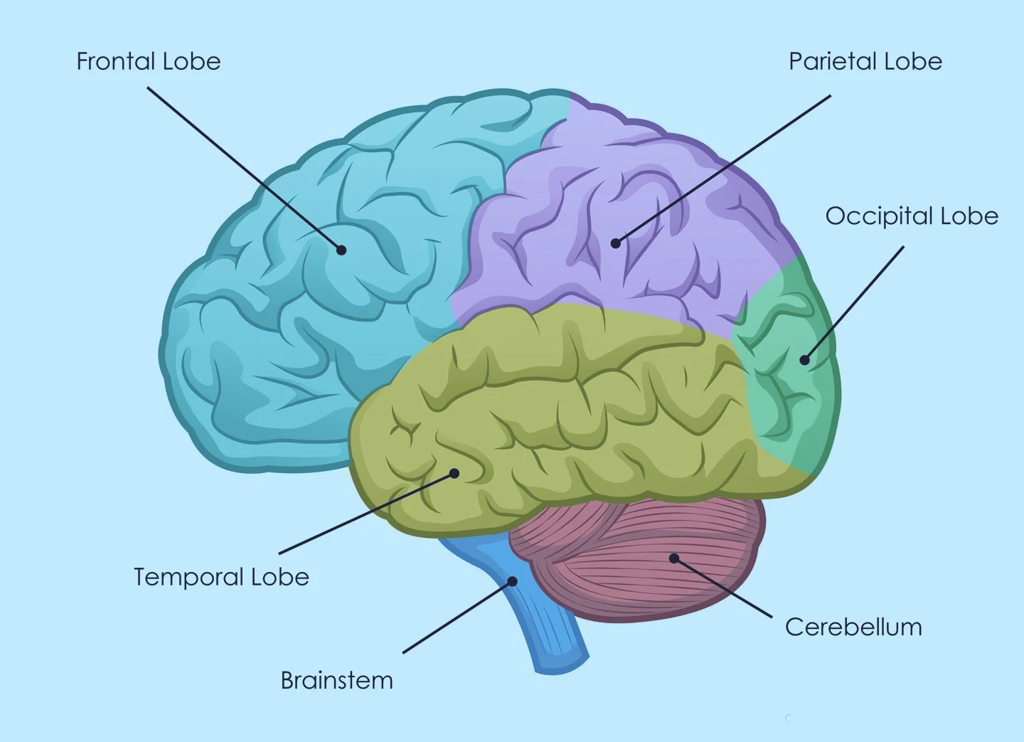 The Accomplished Brain