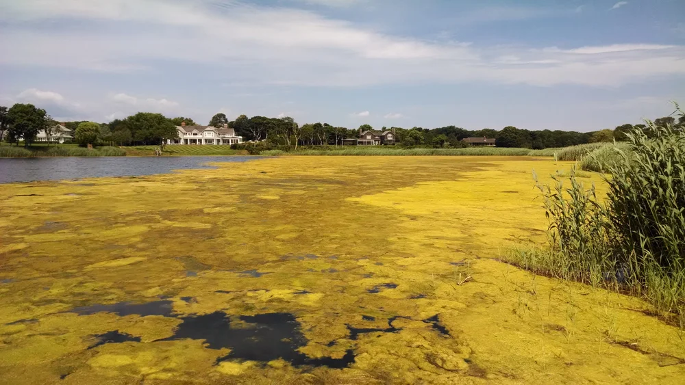 Fishers Island Nitrogen Pollution — Save Our Seagrass
