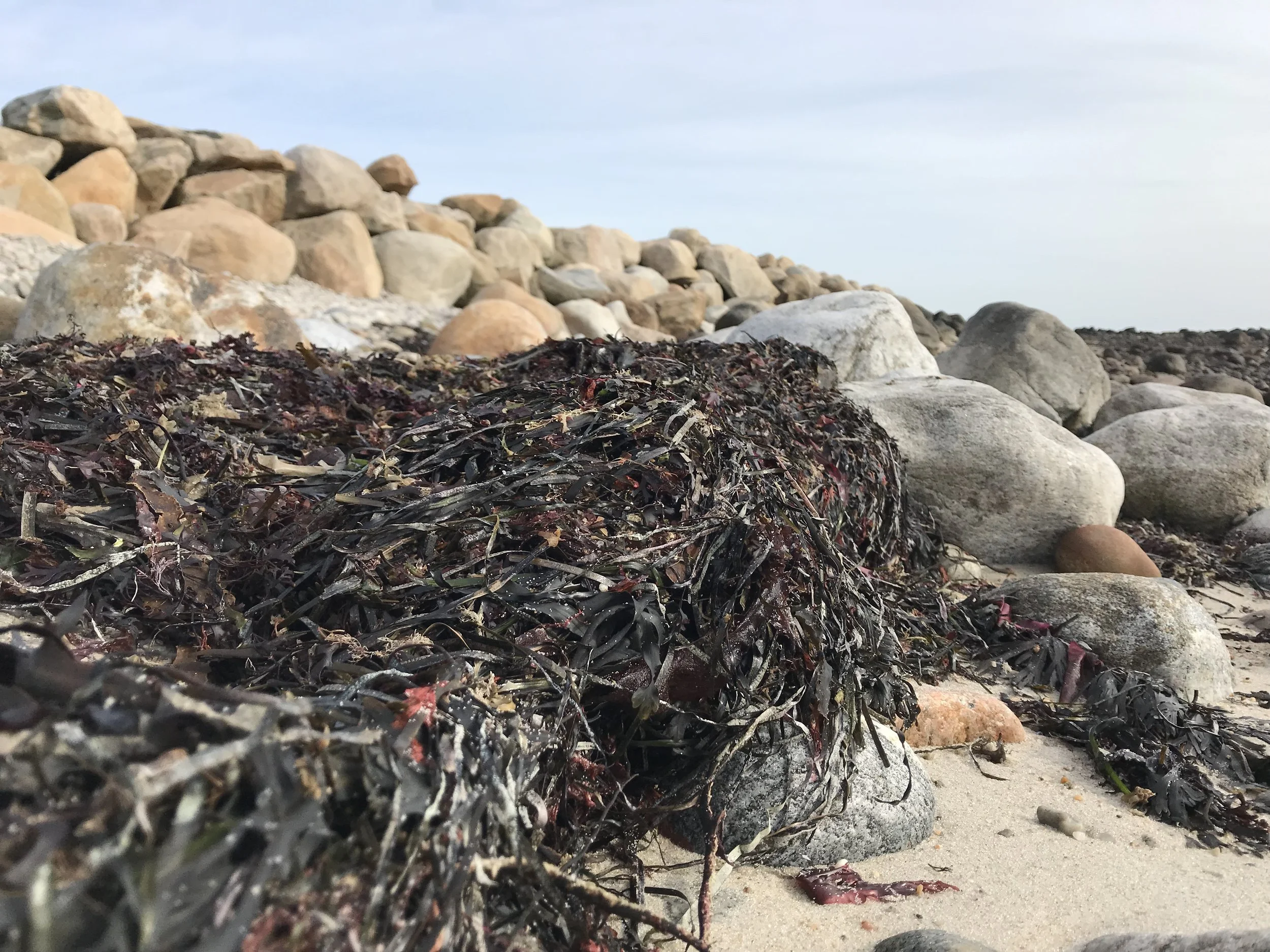 The Life Cycle of Fishers Island Eelgrass — FISM Coalition