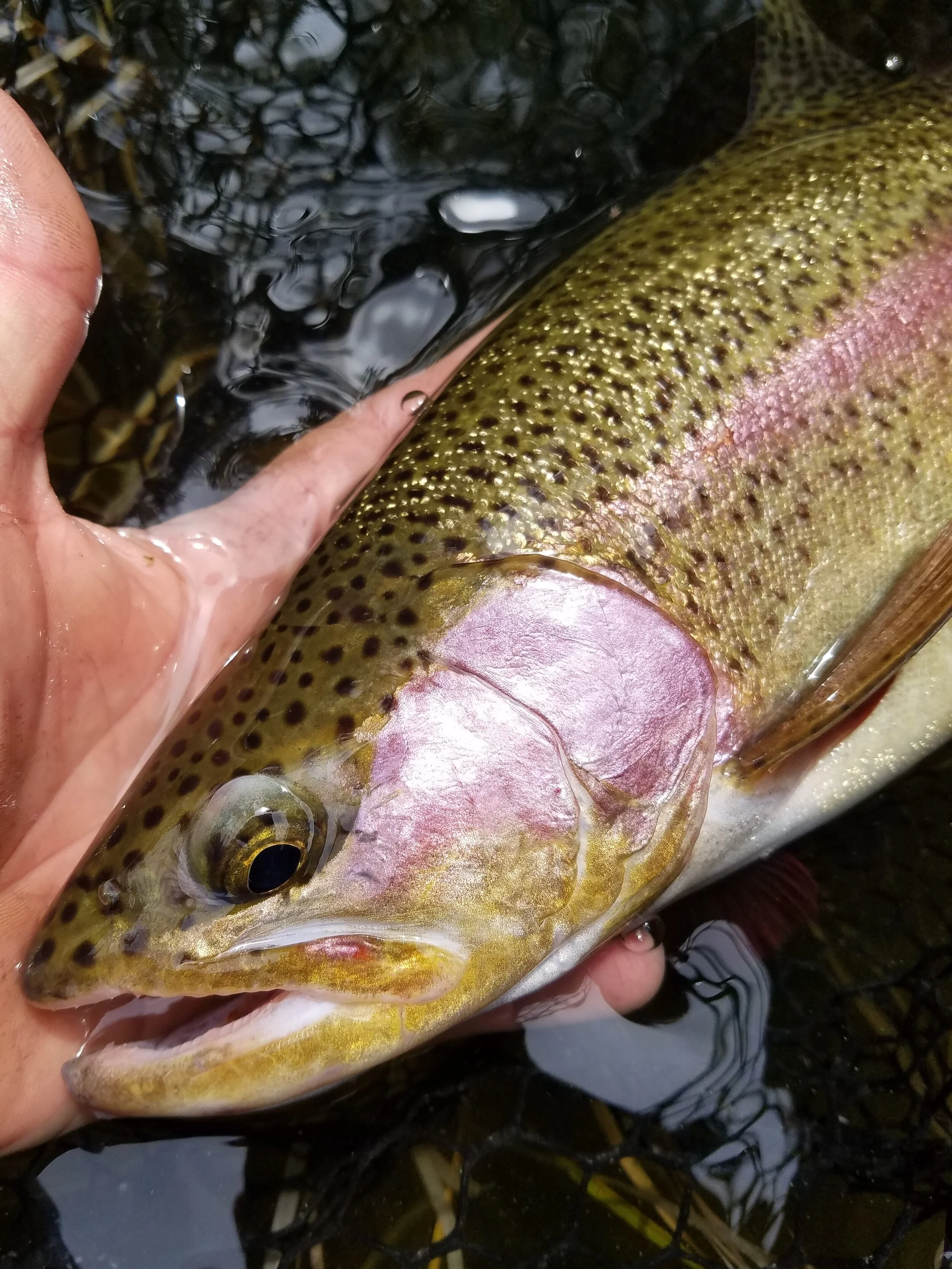 Northern California Fly Fishing Trips and Guides near Redding, San ...