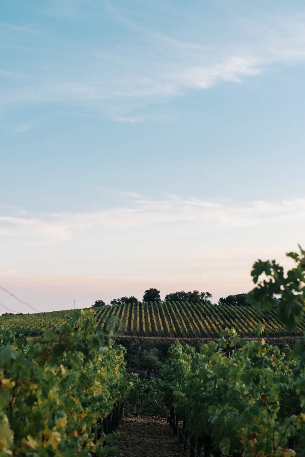 The Team — Hoopes Vineyard