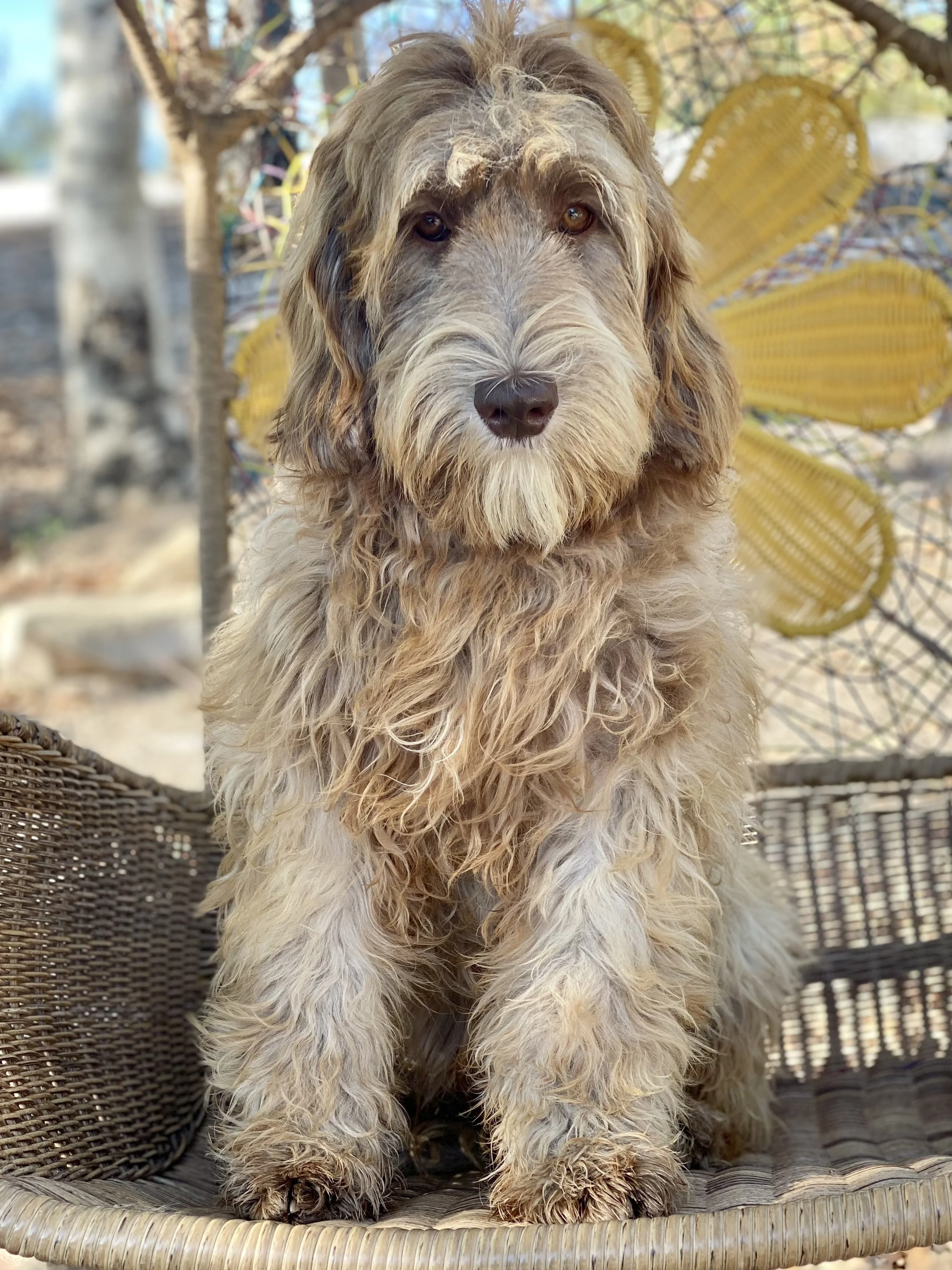 Older Labradoodle Puppies — Loveable Labradoodles
