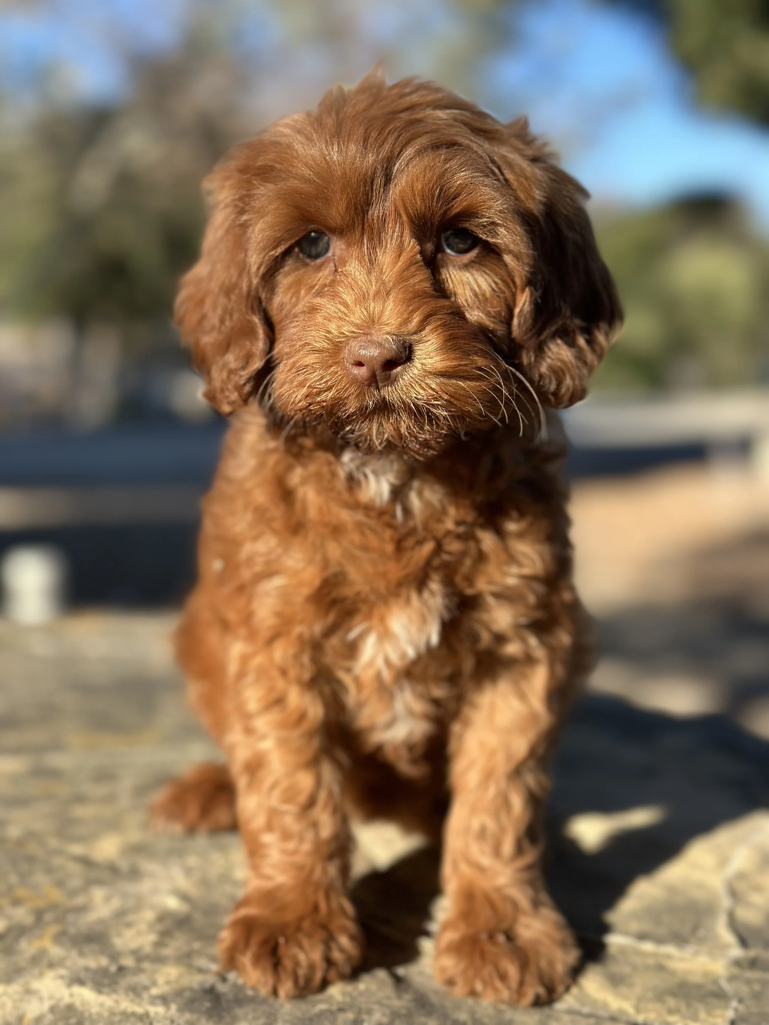 Puppies Available Now — Loveable Labradoodles