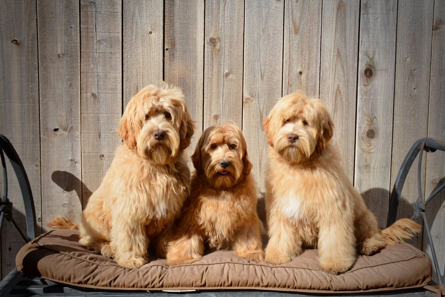 Pricing — Loveable Labradoodles
