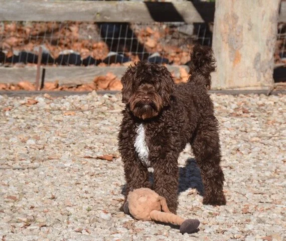 Gallery — Loveable Labradoodles