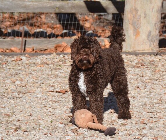 Gallery — Loveable Labradoodles