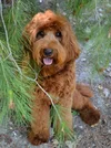 Gallery — Loveable Labradoodles