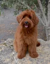 Gallery — Loveable Labradoodles
