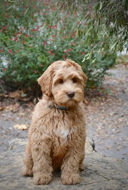 Gallery — Loveable Labradoodles