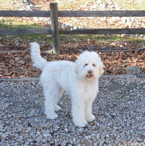 Gallery — Loveable Labradoodles