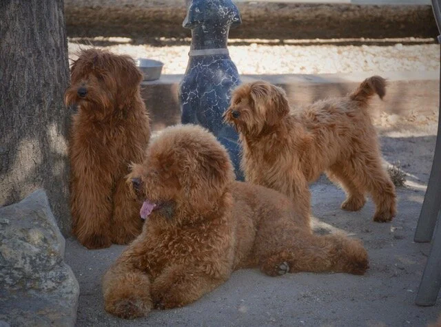 Gallery — Loveable Labradoodles