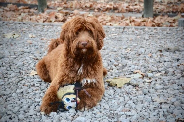 Gallery — Loveable Labradoodles