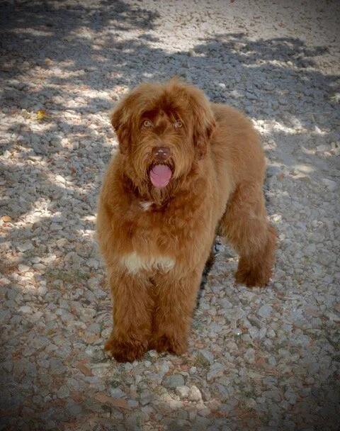 Gallery — Loveable Labradoodles