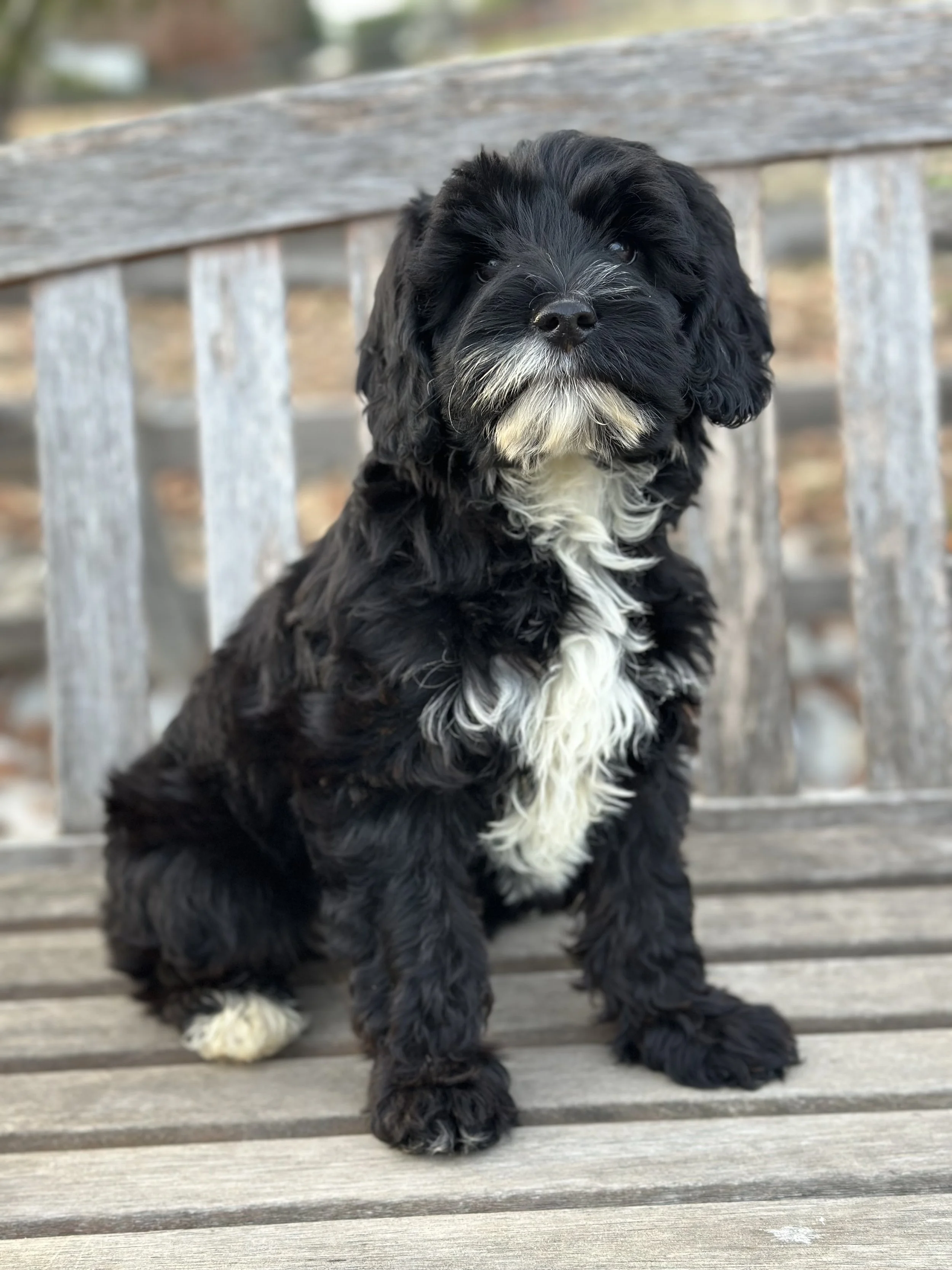 Puppies Available Now — Loveable Labradoodles