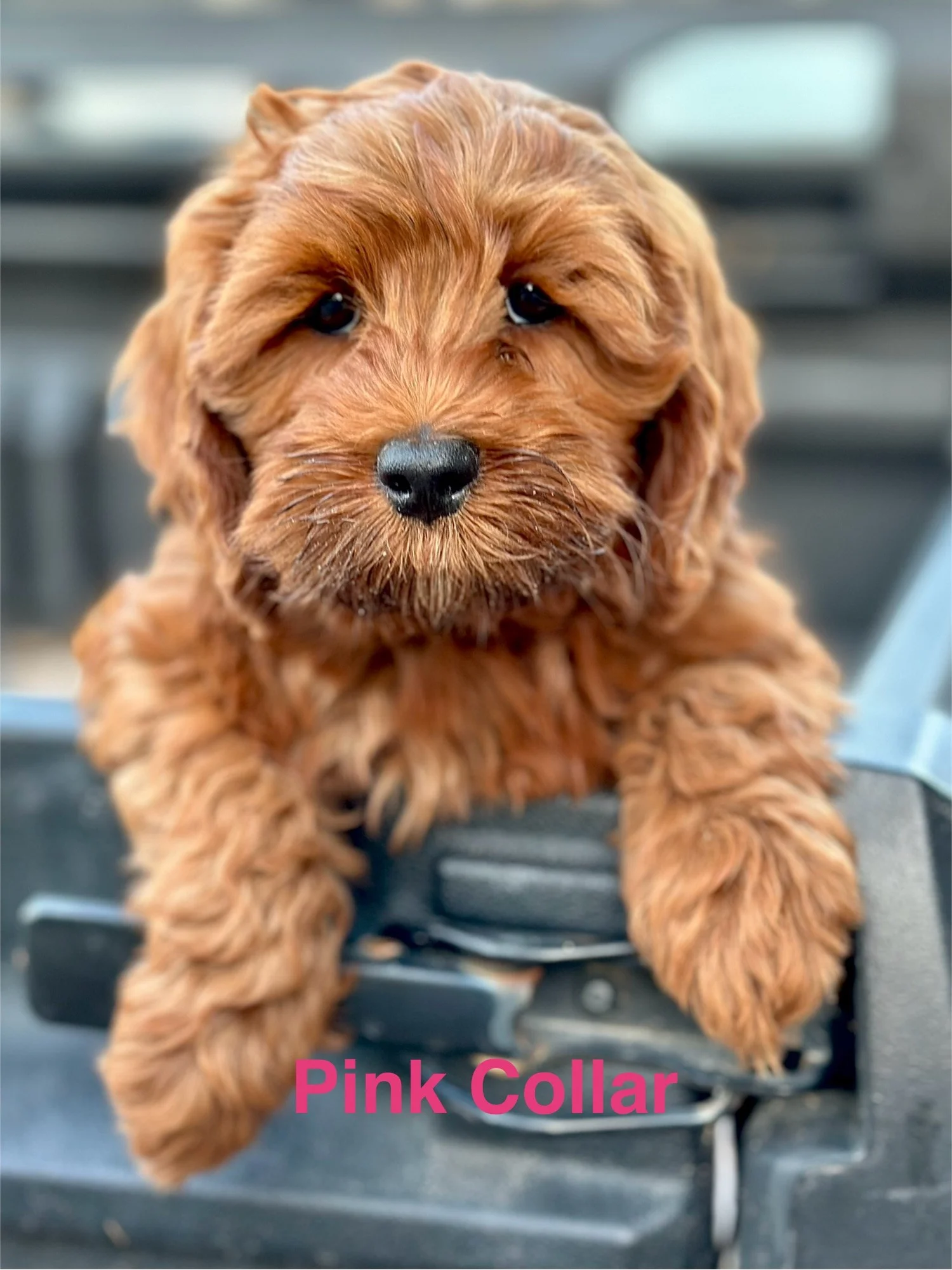 Puppies Available Now — Loveable Labradoodles