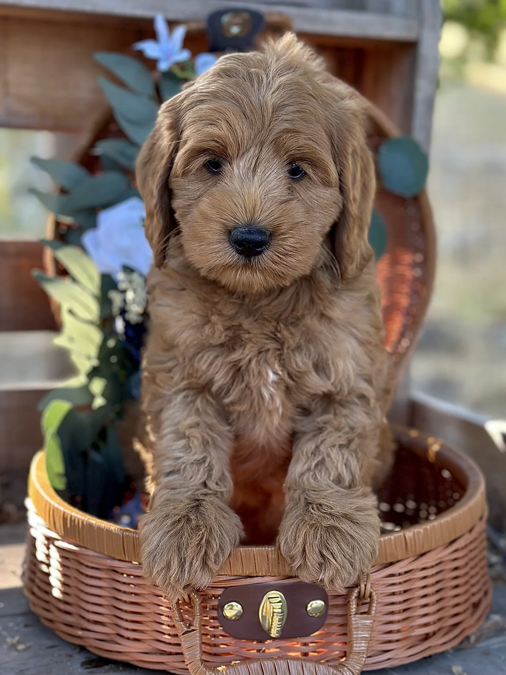 Puppies Available Now — Loveable Labradoodles
