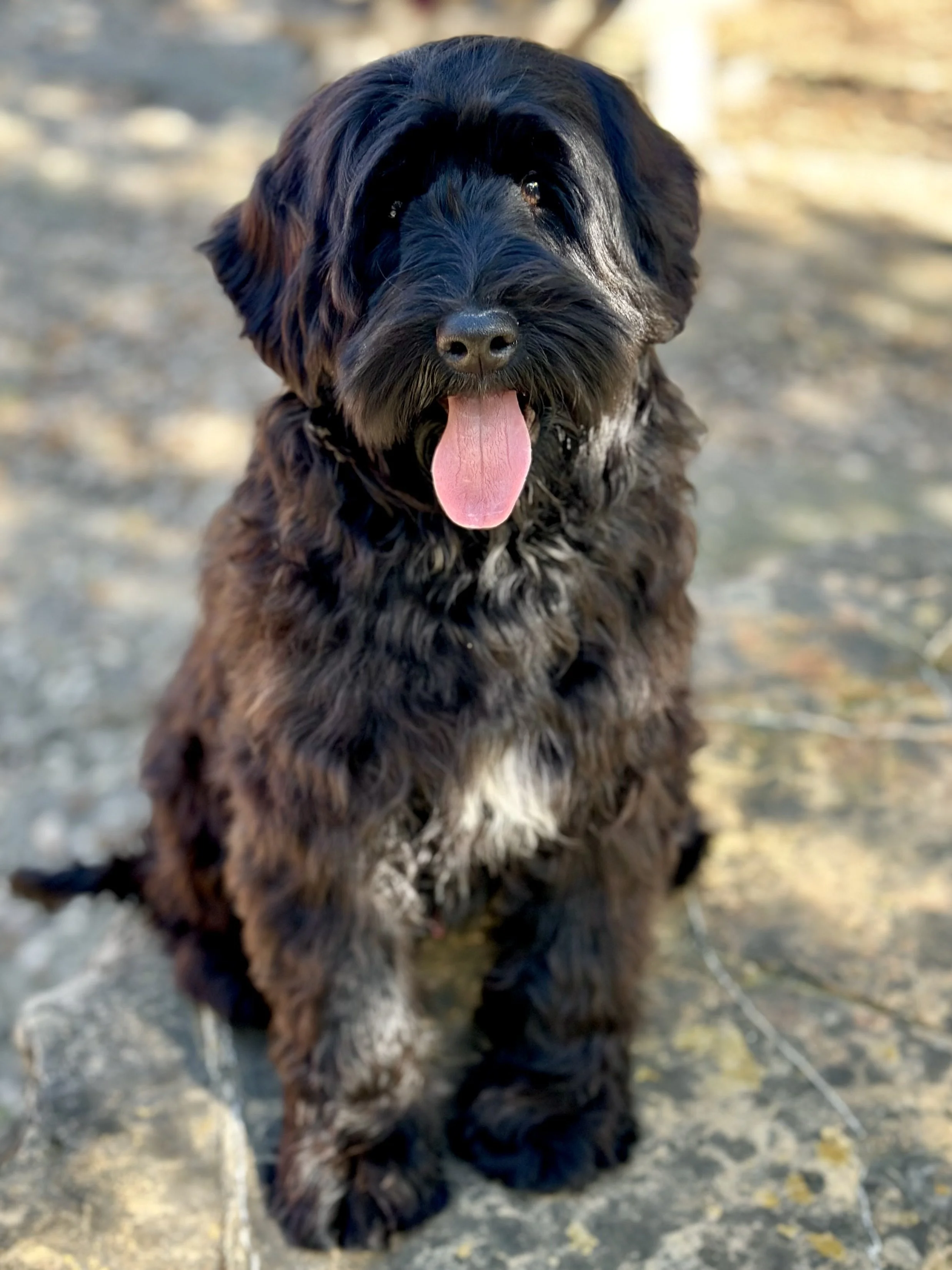 Puppies Available Now — Loveable Labradoodles