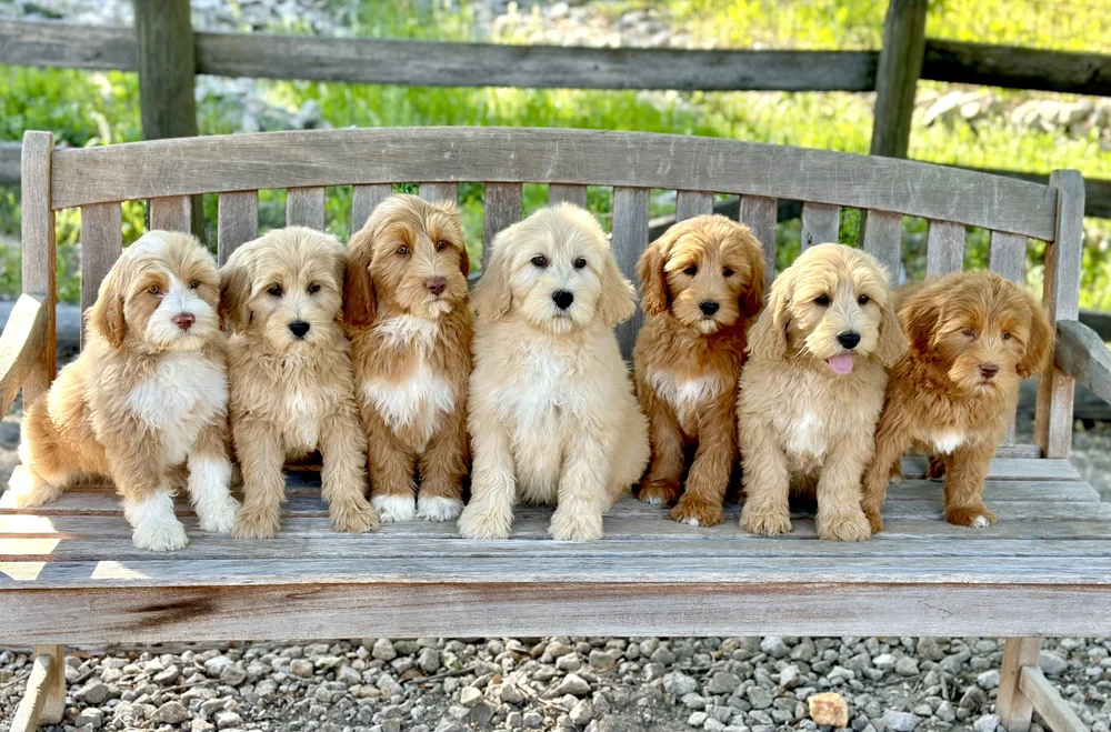 Loveable Labradoodles