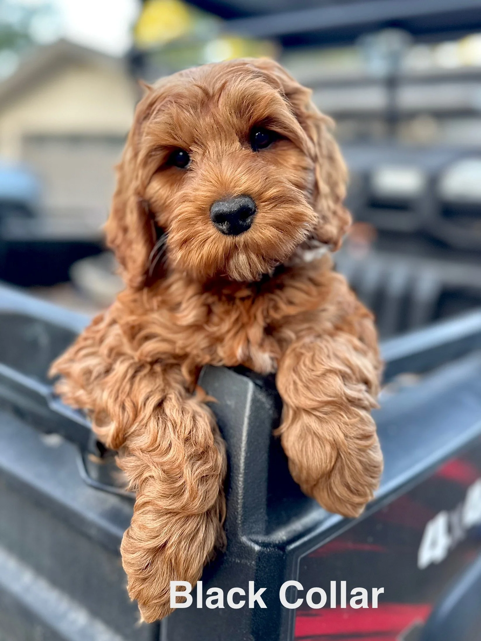 Puppies Available Now — Loveable Labradoodles