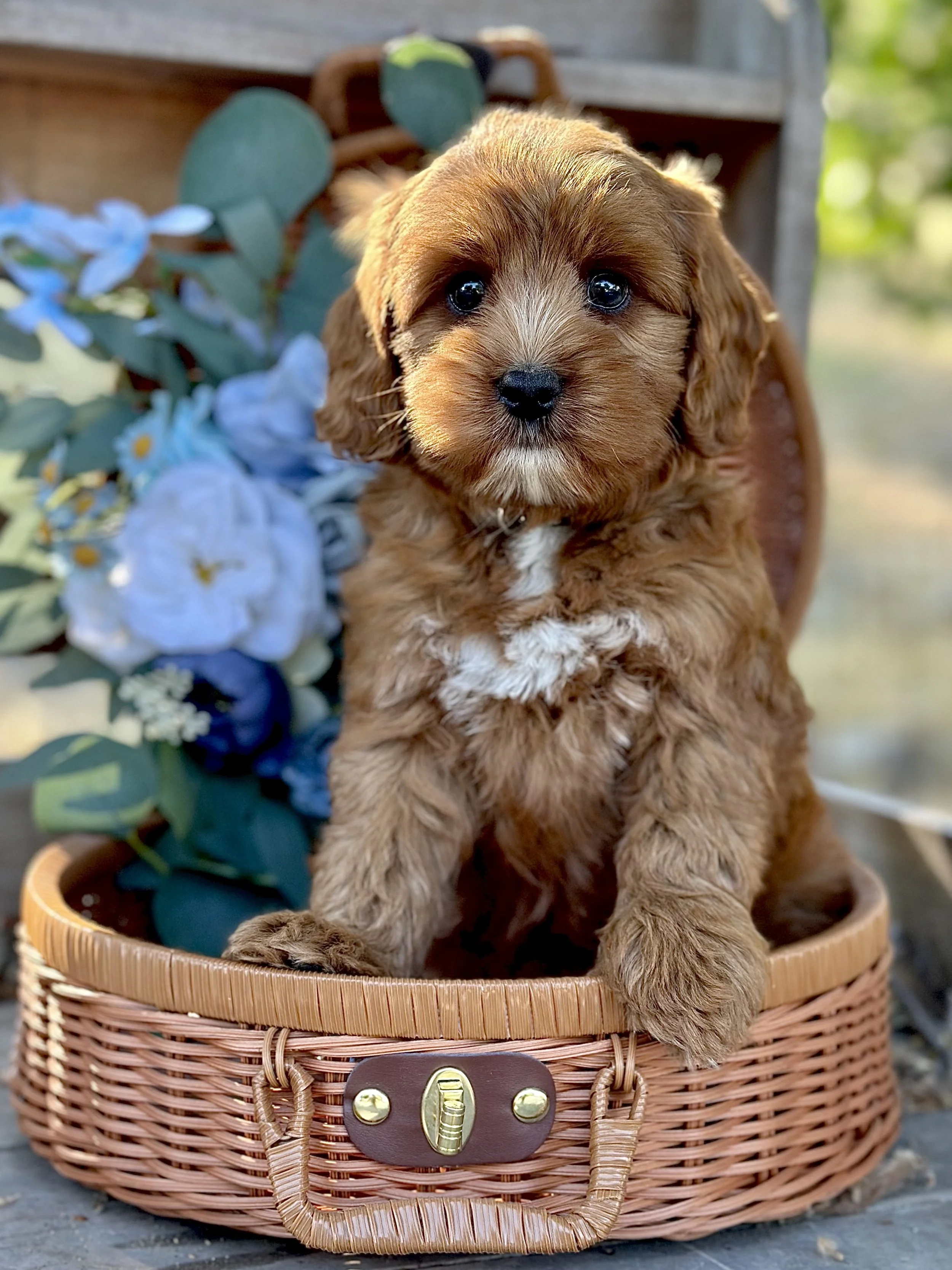 Puppies Available Now — Loveable Labradoodles