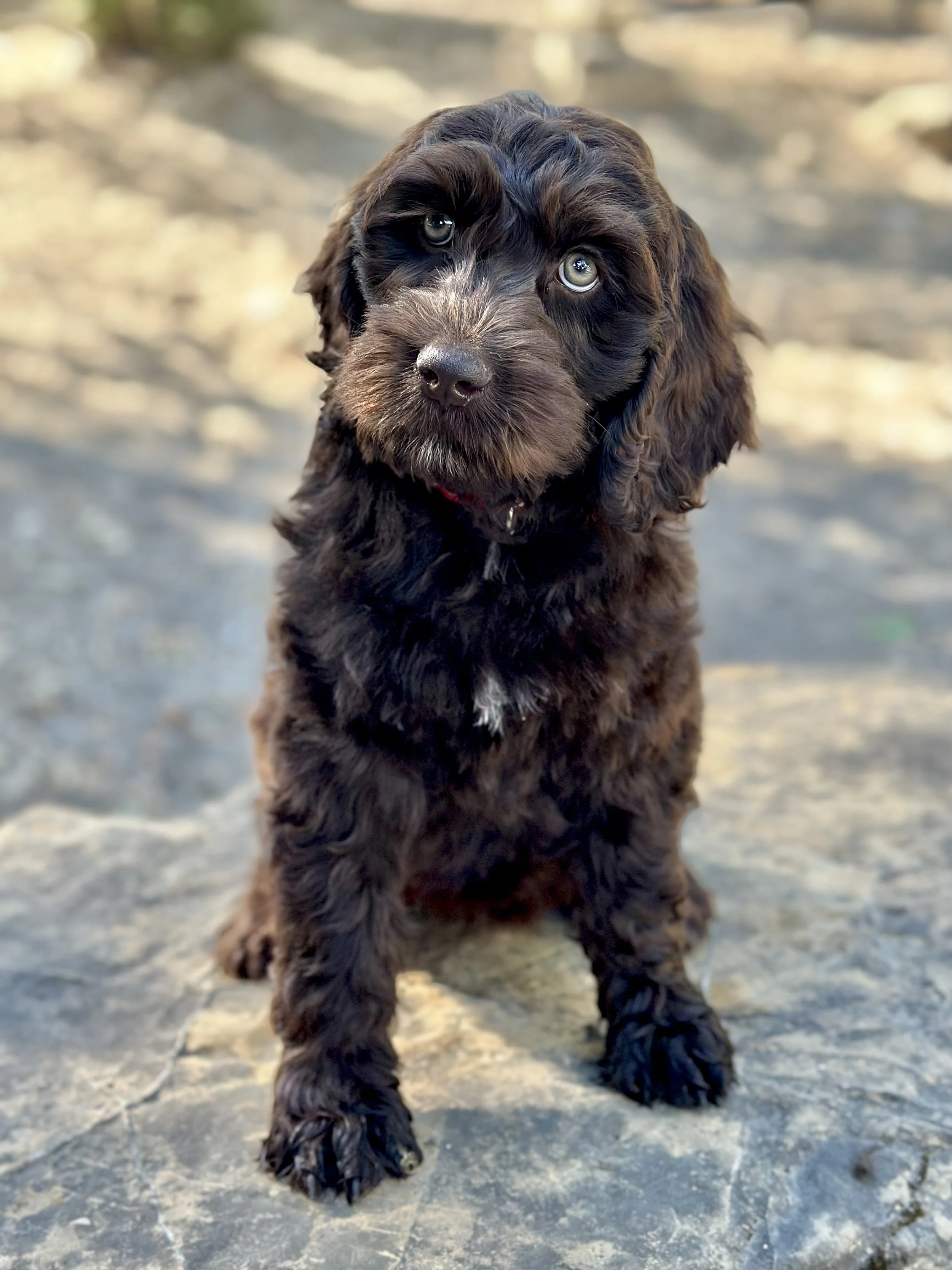 Puppies Available Now — Loveable Labradoodles