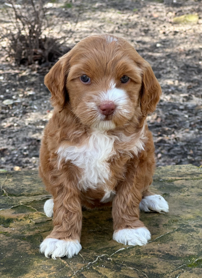 Graceilla's Litter — Loveable Labradoodles