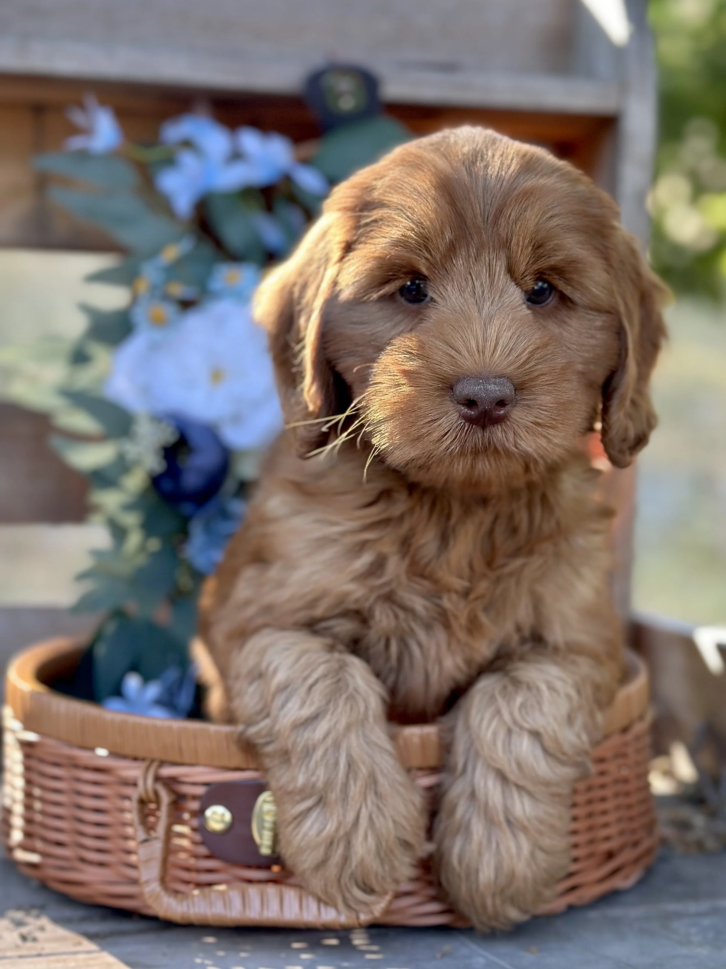 Puppies Available Now — Loveable Labradoodles