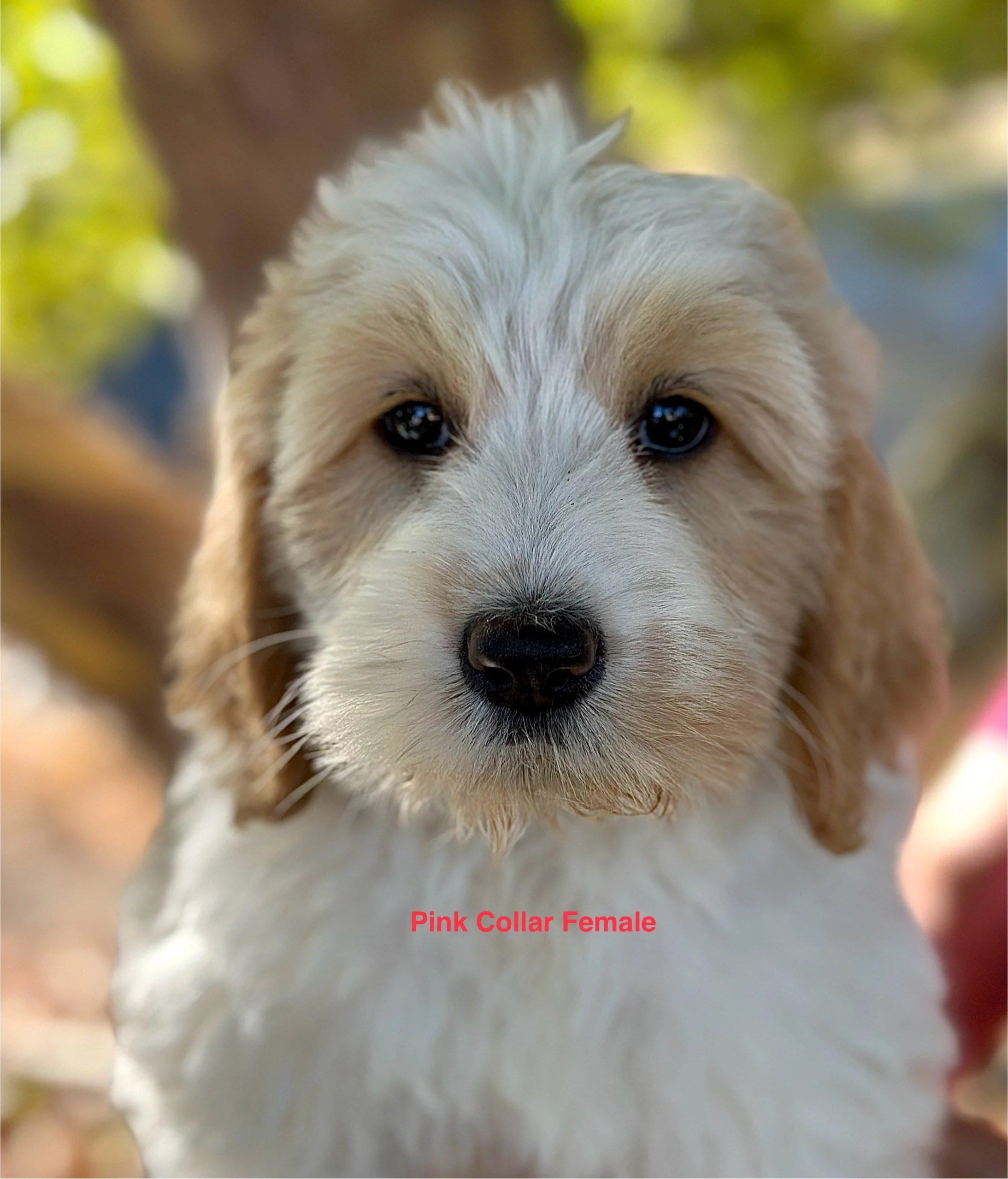 Puppies Available Now — Loveable Labradoodles