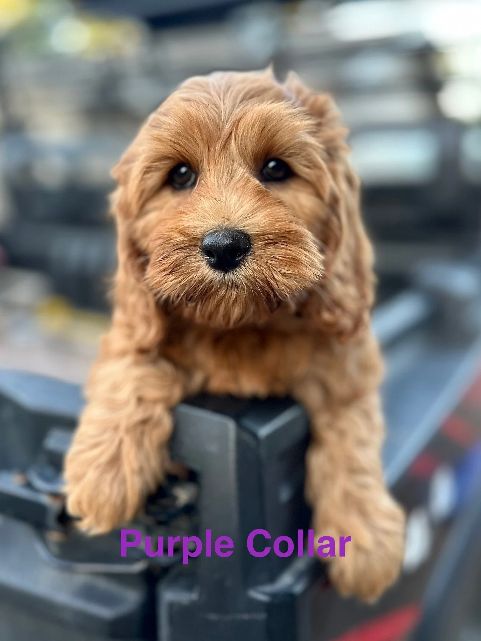 Puppies Available Now — Loveable Labradoodles