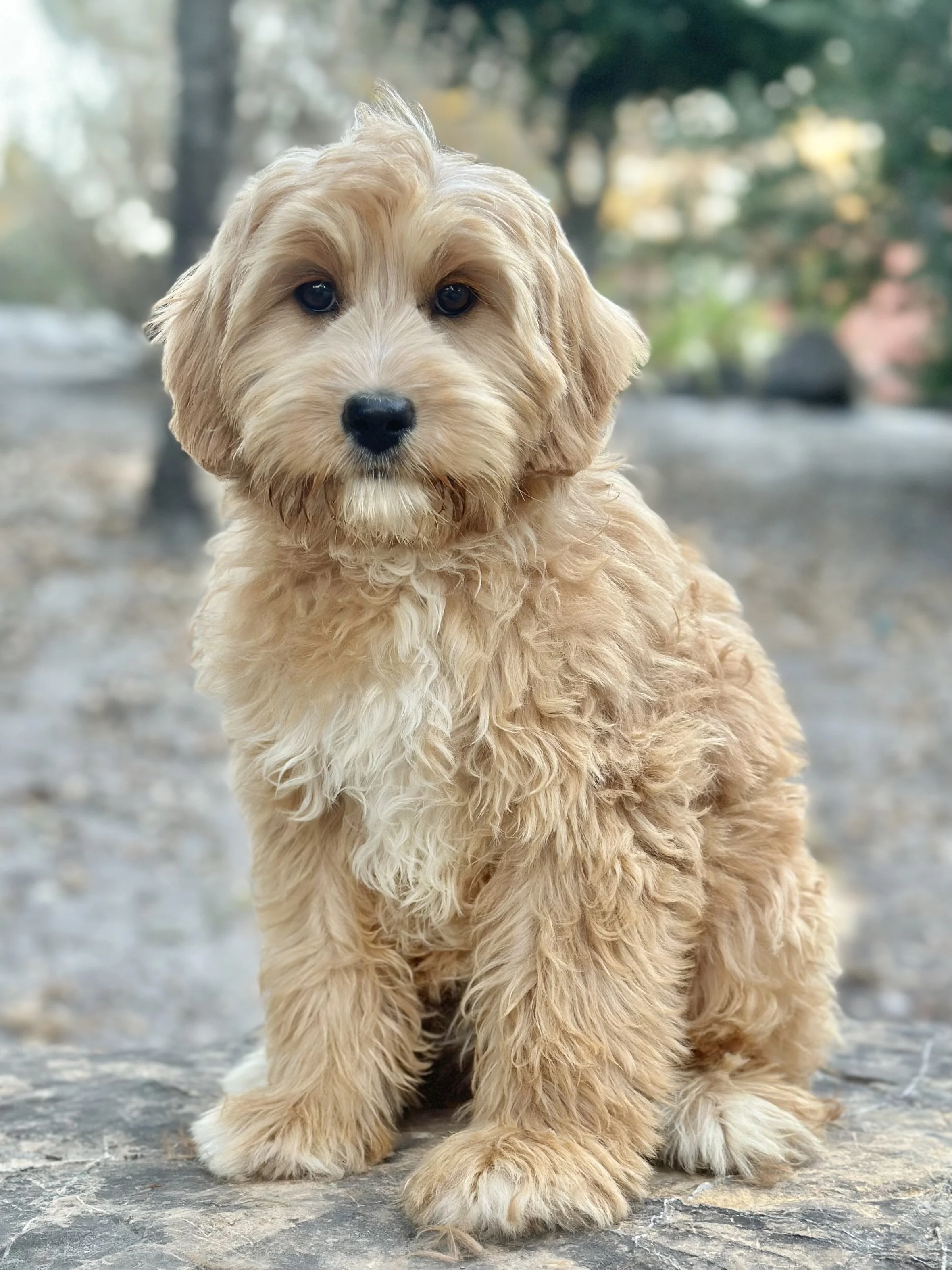 Puppies Available Now — Loveable Labradoodles