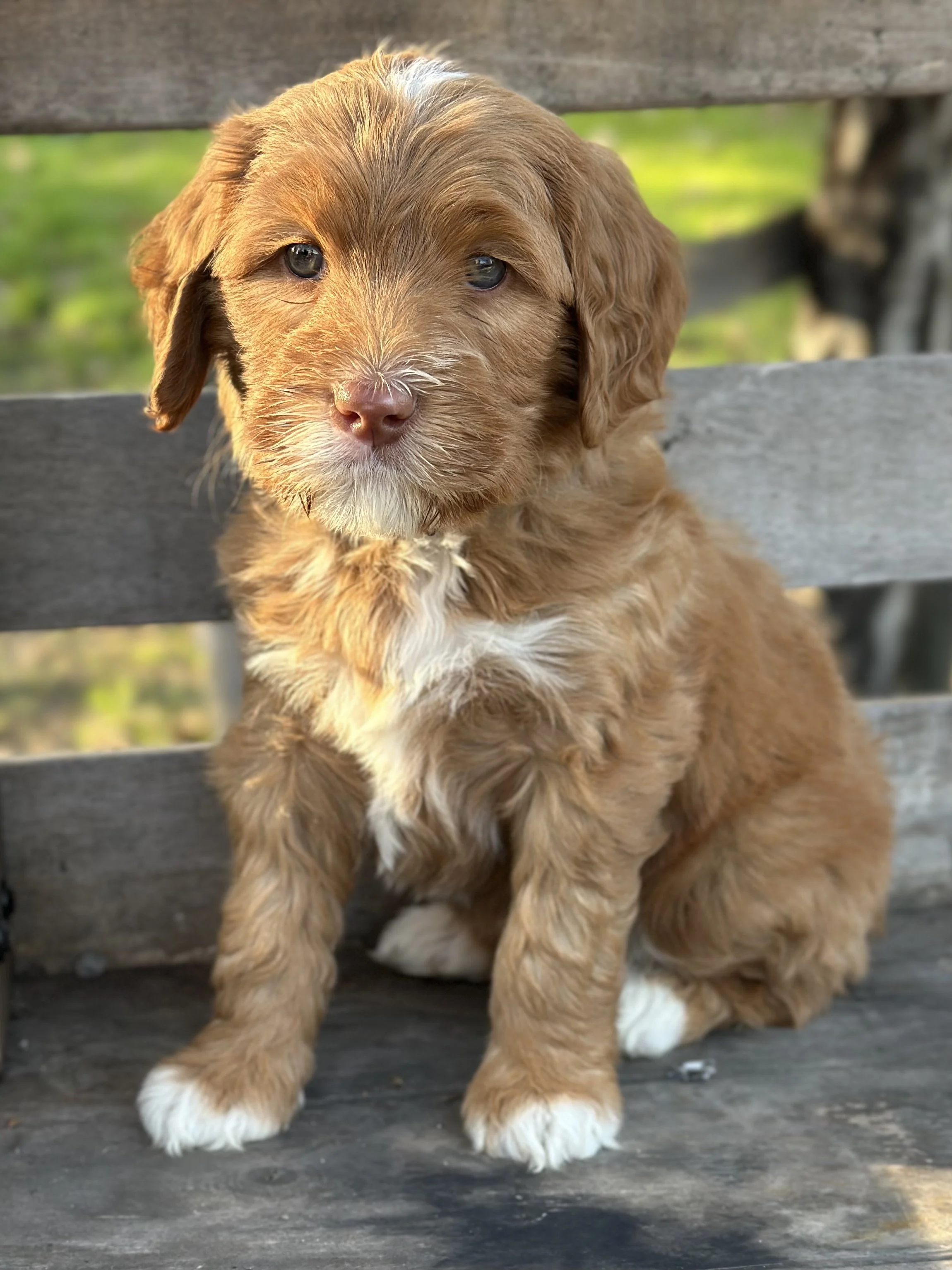 Puppies Available Now — Loveable Labradoodles