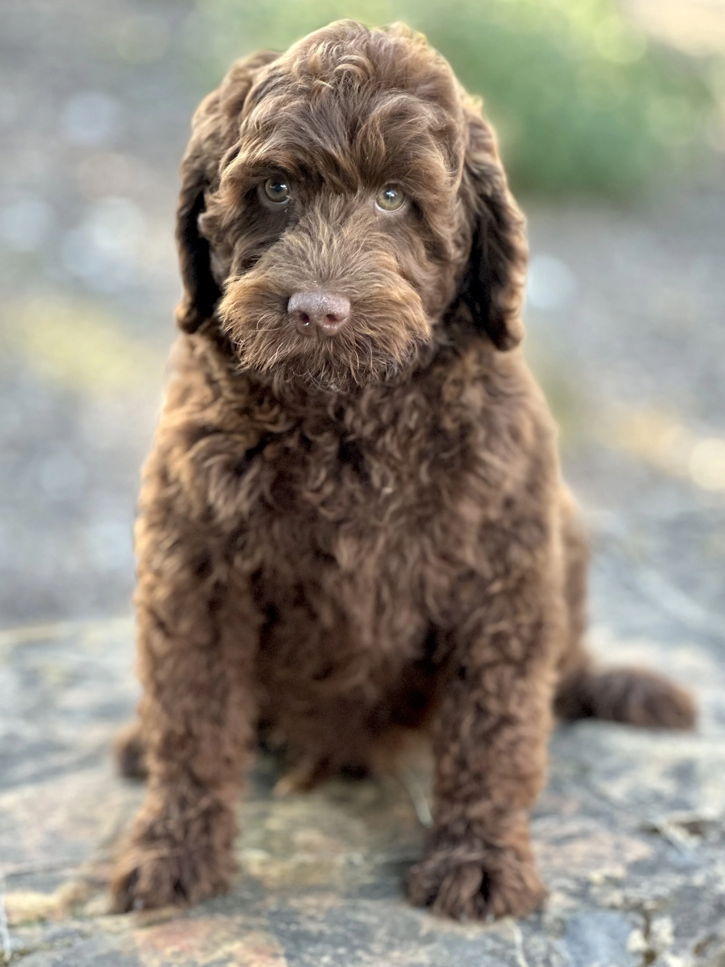 Puppies Available Now — Loveable Labradoodles
