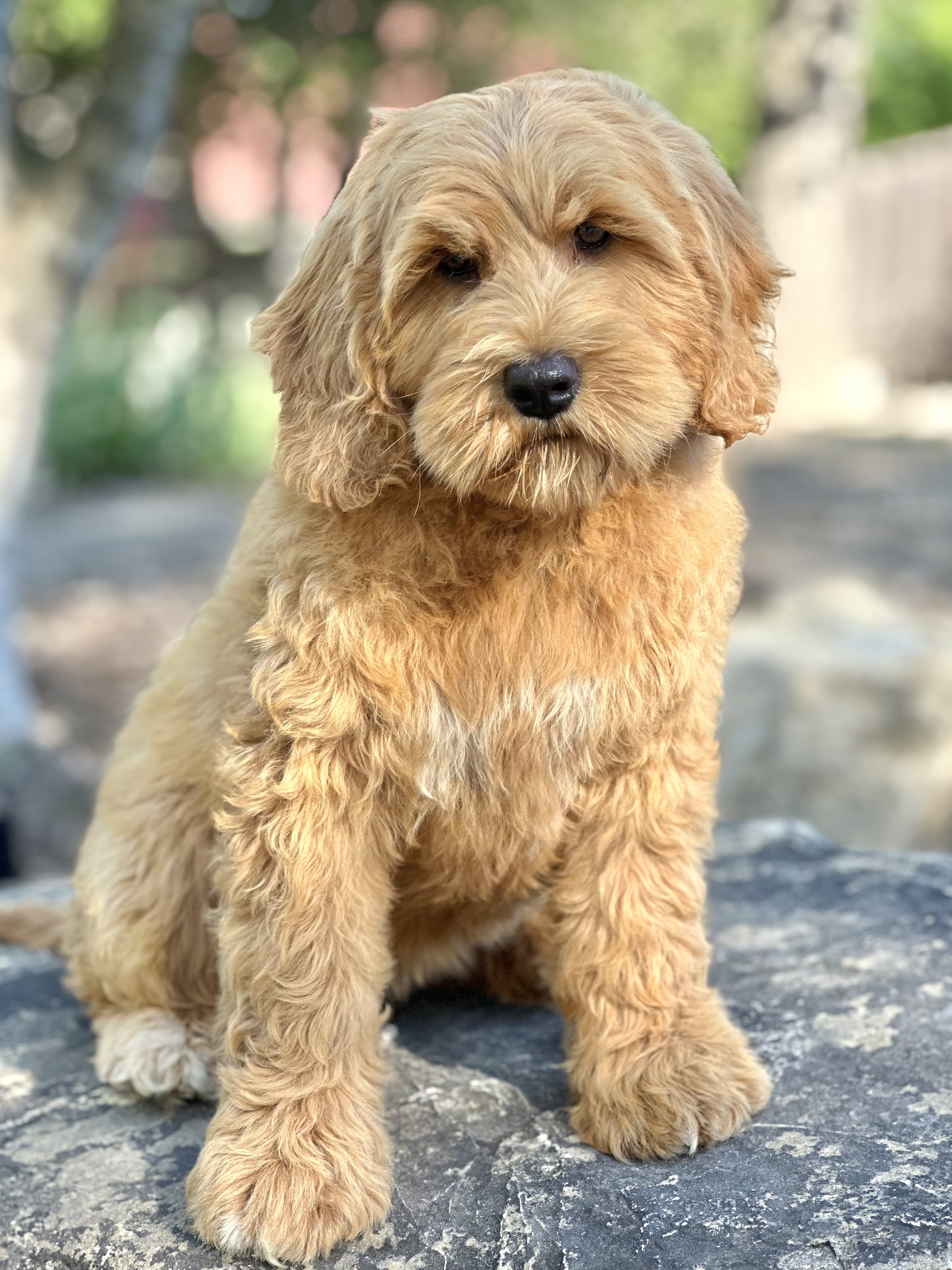 Puppies Available Now — Loveable Labradoodles
