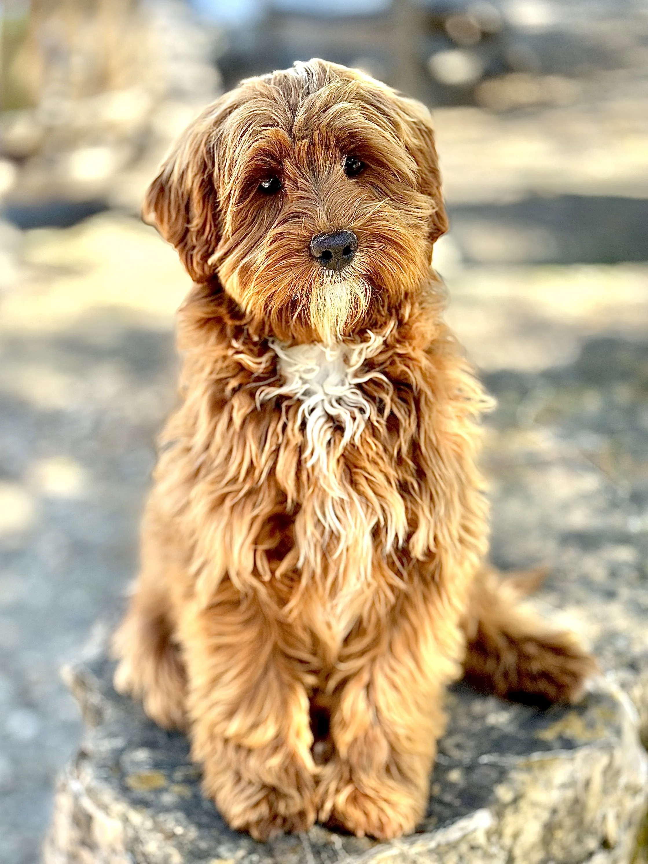 Puppies Available Now — Loveable Labradoodles