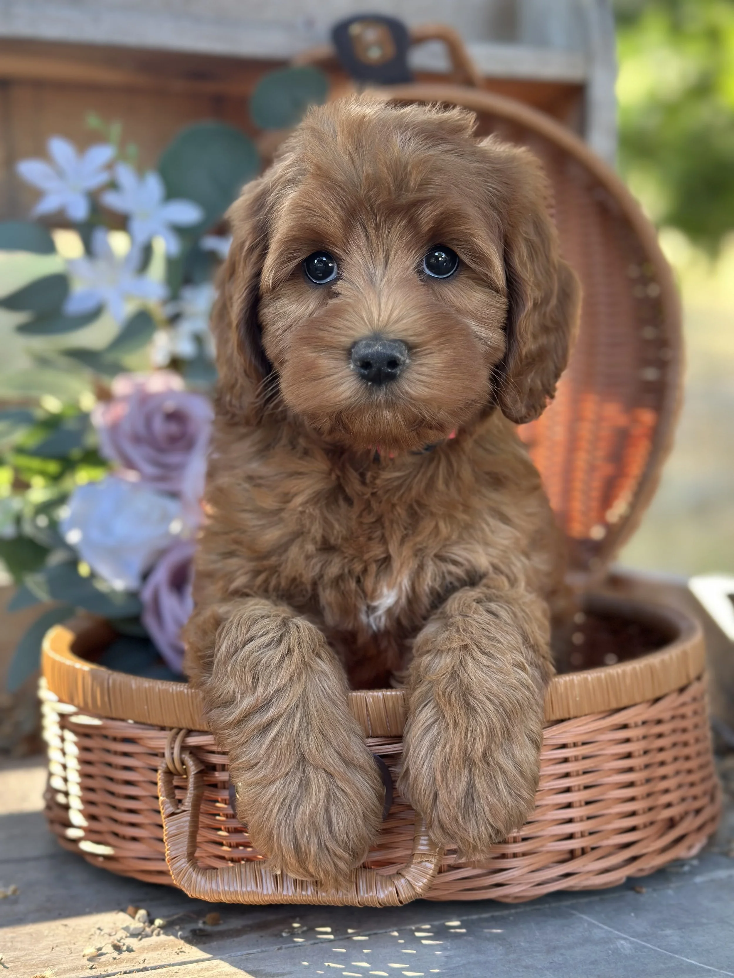 Puppies Available Now — Loveable Labradoodles